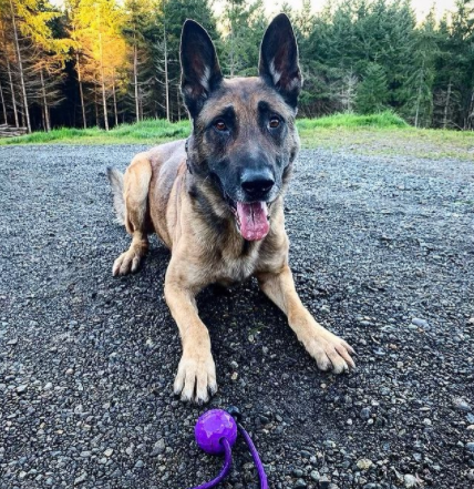 Thurston County Sheriff K9 Daro retires after over six years of service ...